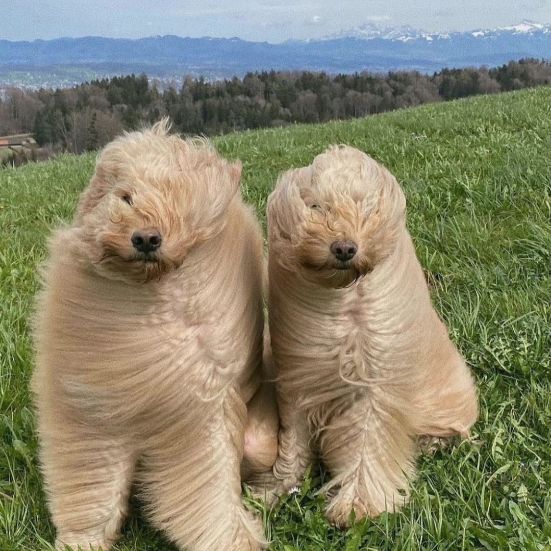 Better Booch Organic Kombucha | Brewed in Los Angeles, CA